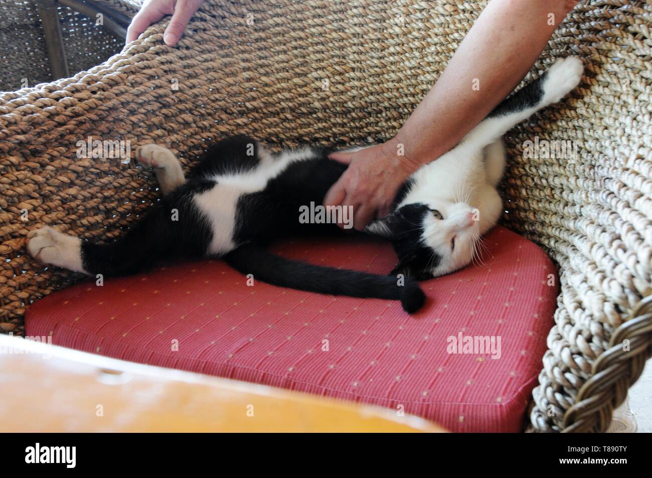 Feral cat woman in hi-res stock photography and images - Alamy