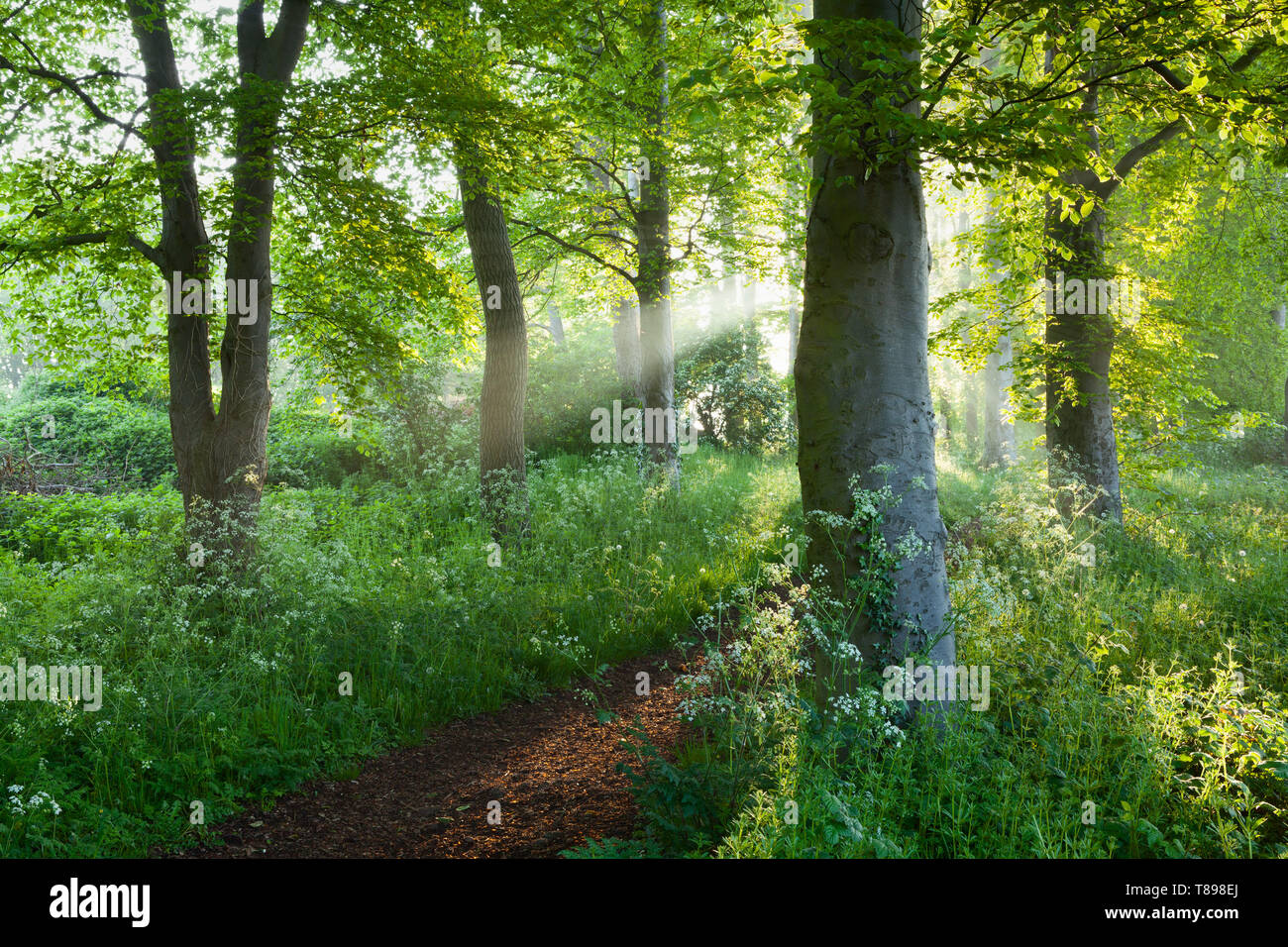 Barton-upon-Humber, North Lincolnshire, UK. 12th May, 2019. UK Weather ...