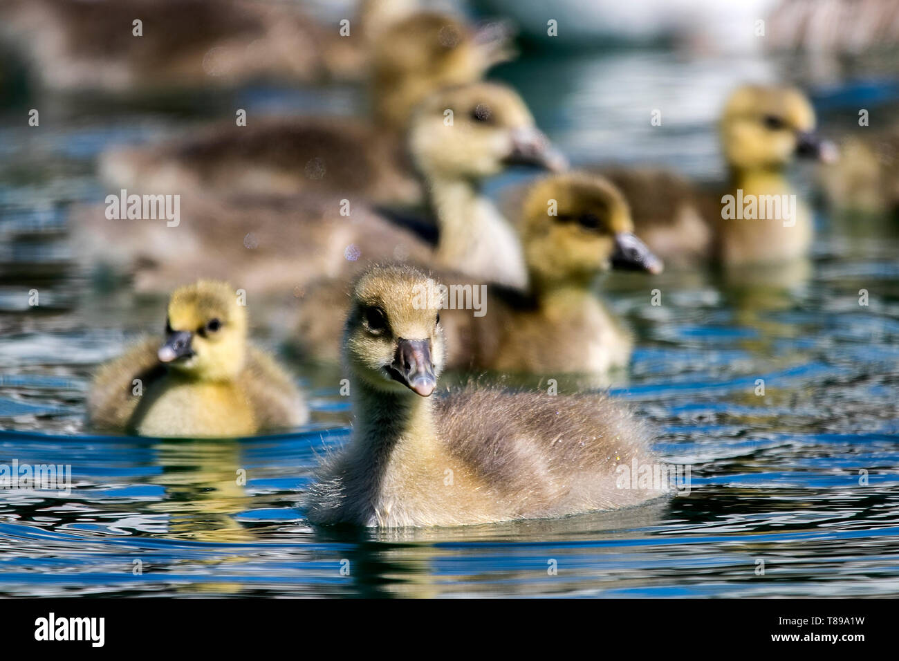 Grey ducklings hi-res stock photography and images - Alamy