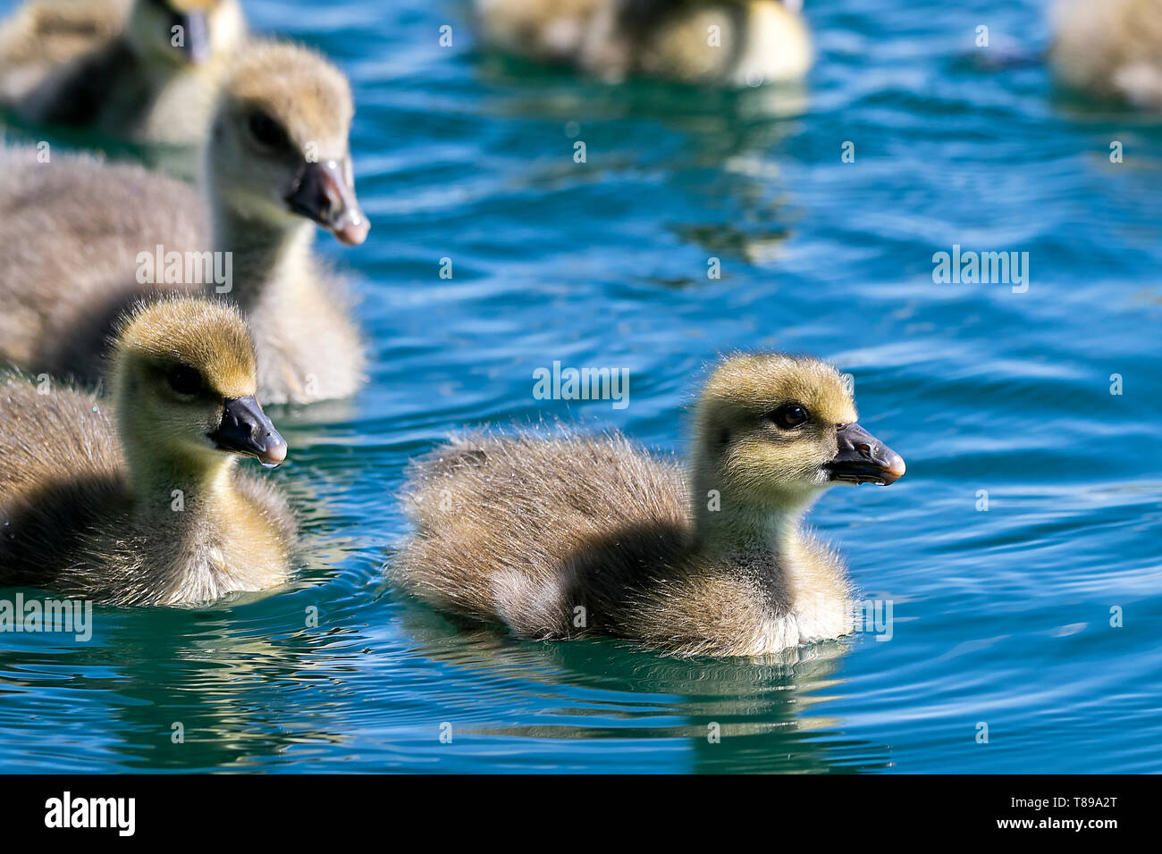 Grey ducklings hi-res stock photography and images - Alamy