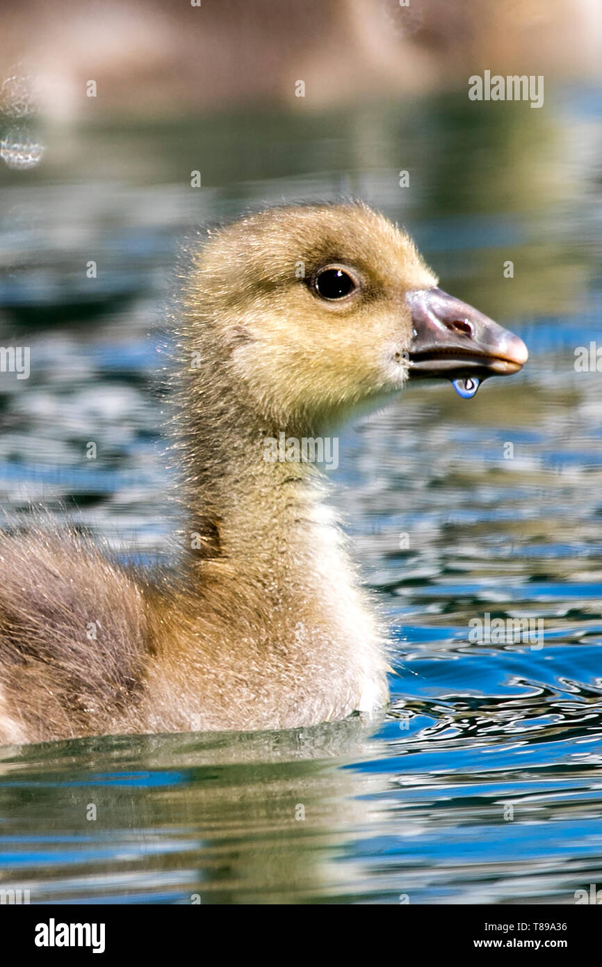 Grey ducklings hi-res stock photography and images - Alamy