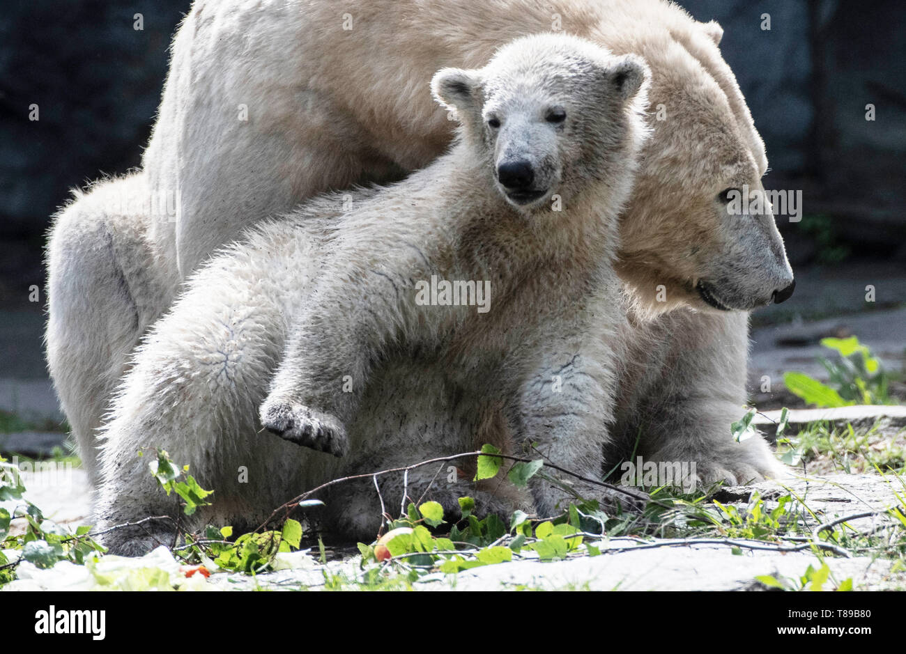Berlin, Germany. 12th May, 2019. Polar bear offspring Hertha and mother ...