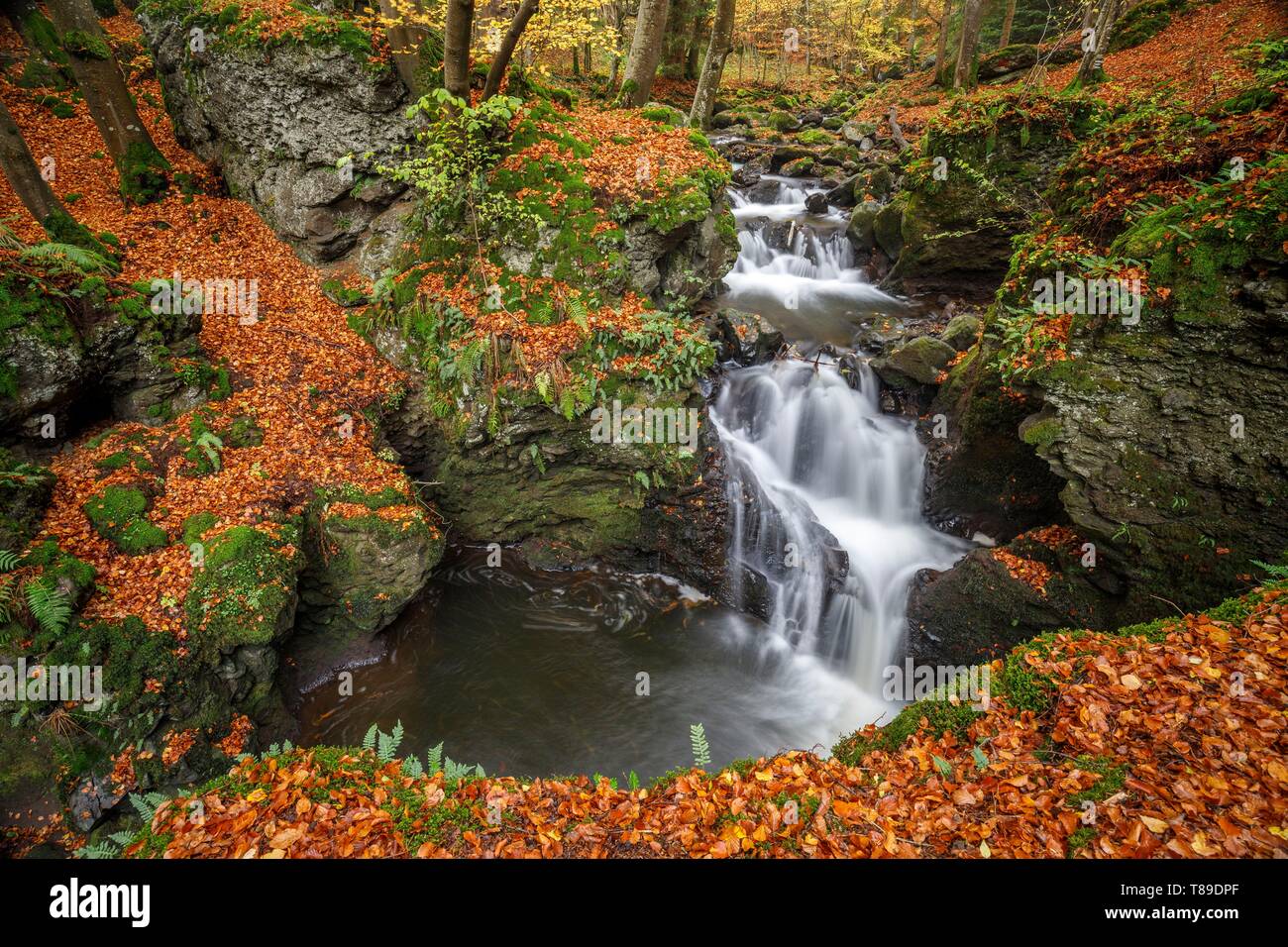 France, Puy de Dome, regional natural park of Auvergne volcanoes, Besse ...
