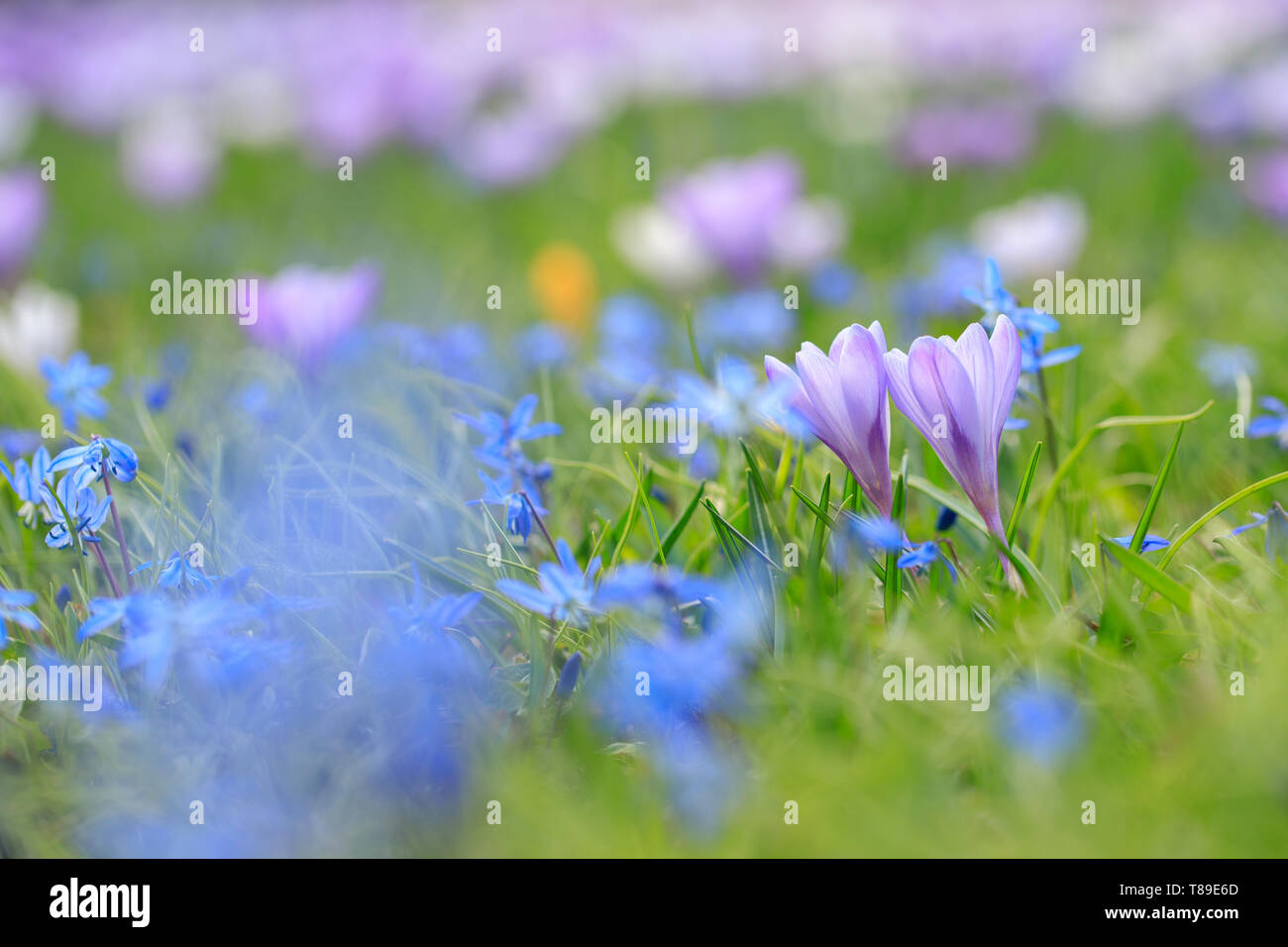Crocus flowers in meadow Stock Photo - Alamy