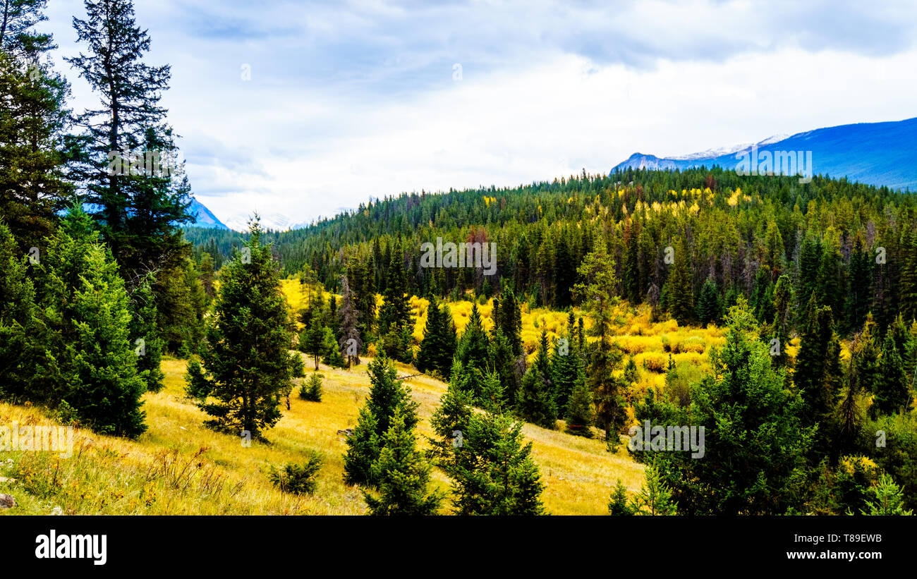 Jasper forest overlook hi-res stock photography and images - Alamy