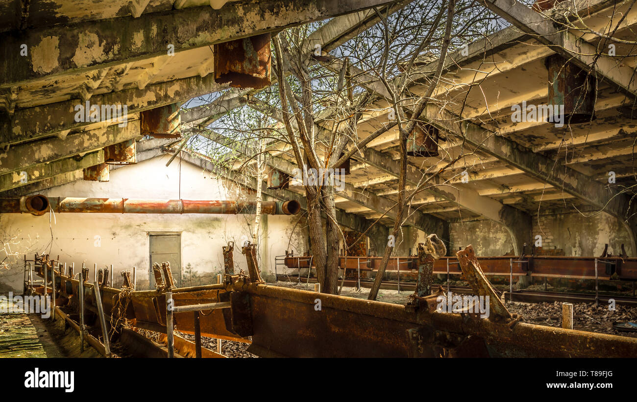 Abandoned farm overgrown with trees in Belarus Chernobyl exclusion zone ...