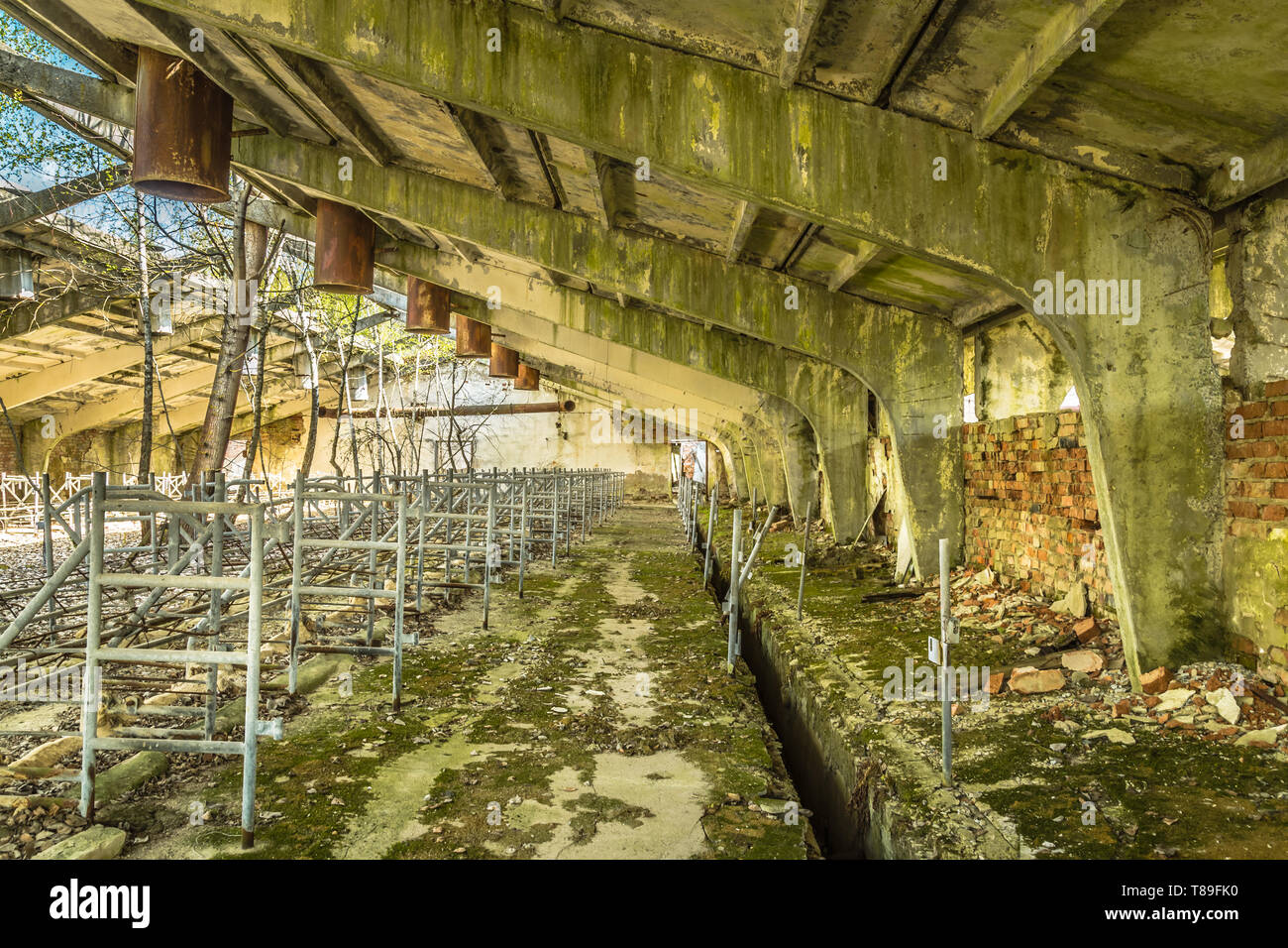 Abandoned farm overgrown with trees in Belarus Chernobyl exclusion zone ...