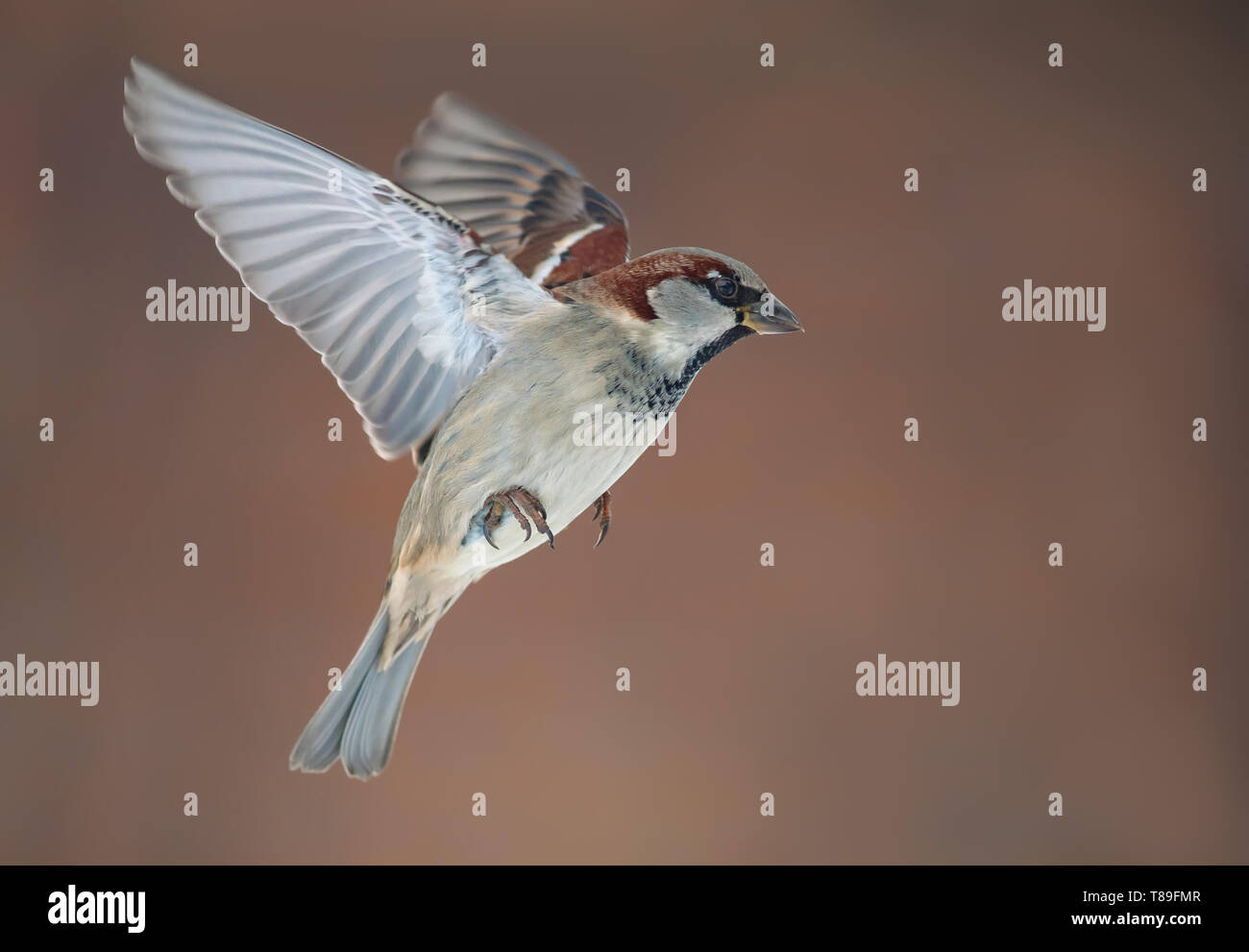 Male House Sparrow in flight with stretched wings at winter Stock Photo ...