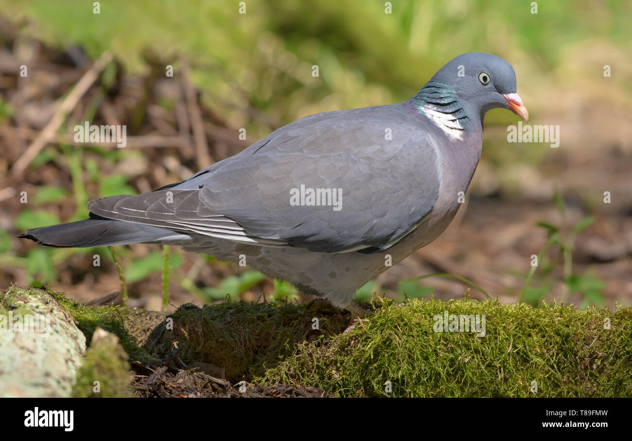Wood pigeon perched hi-res stock photography and images - Alamy
