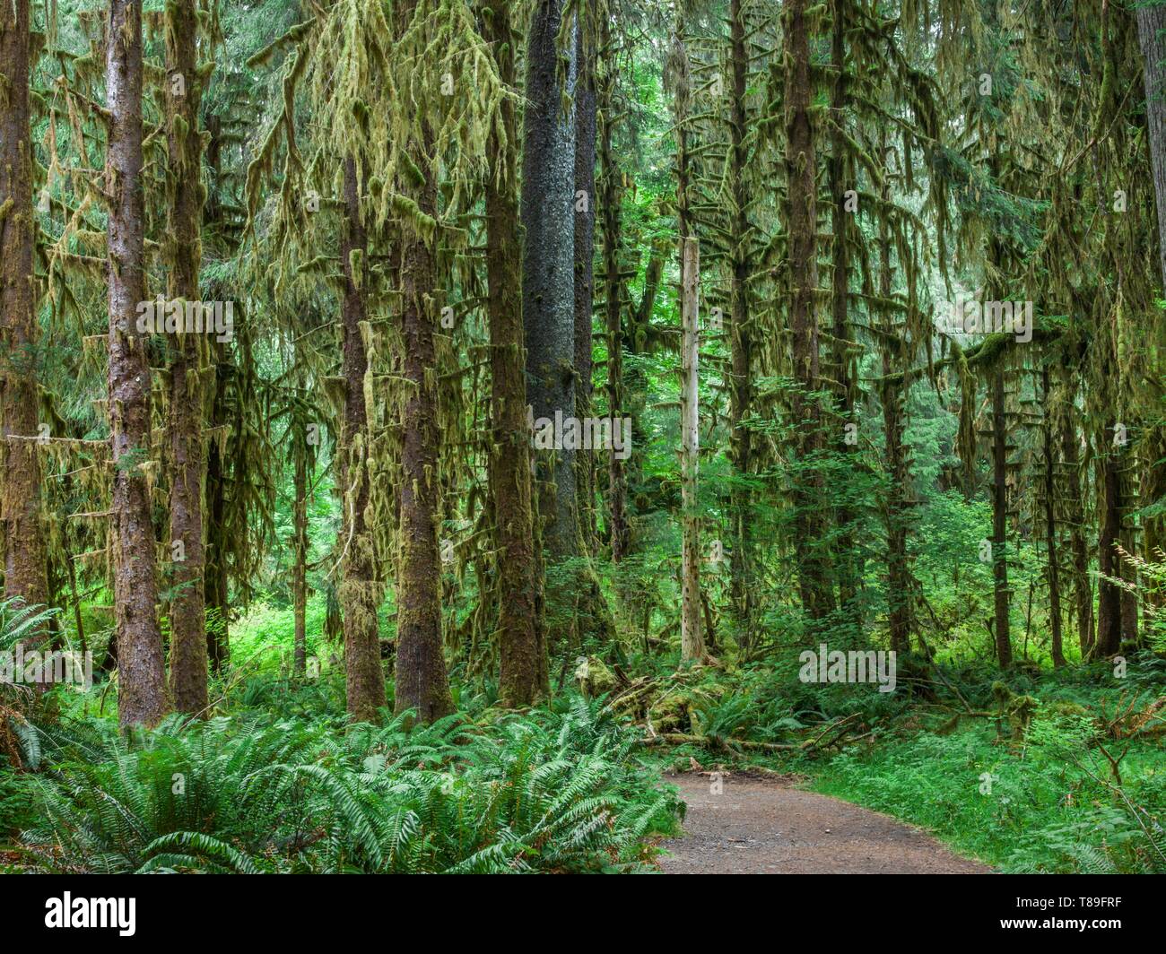 United States, Washington, Olympic National Park, primitive forest ...