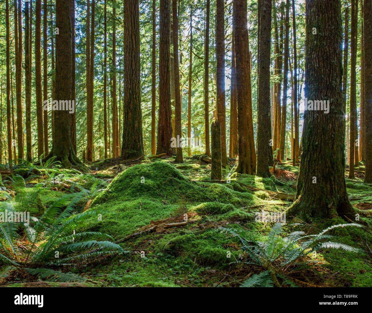 United States, Washington, Olympic National Park, primitive forest ...