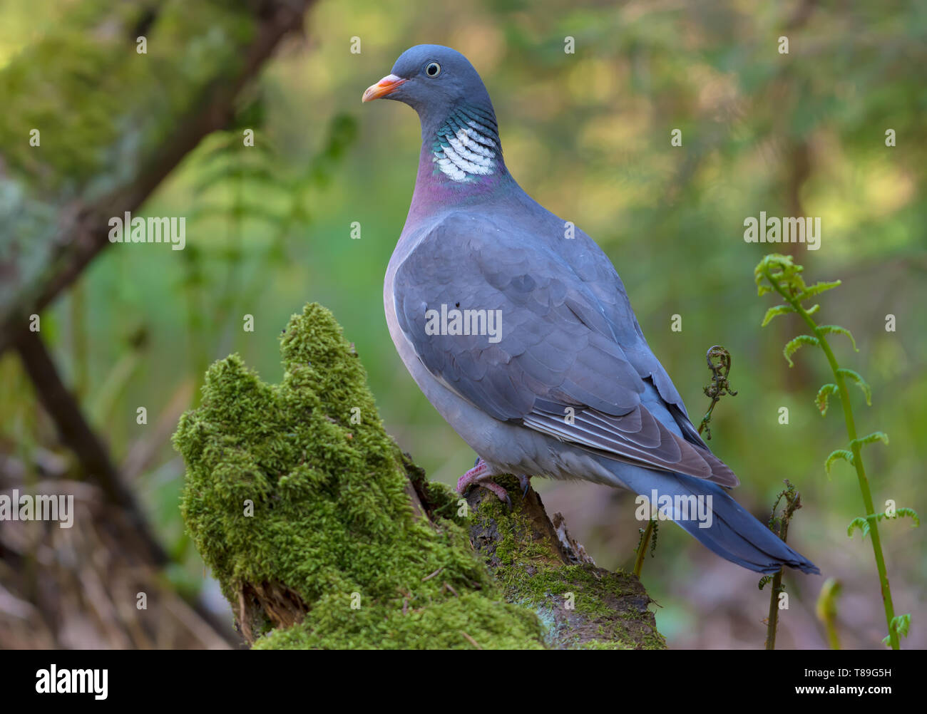 Male pigeon hi-res stock photography and images - Alamy