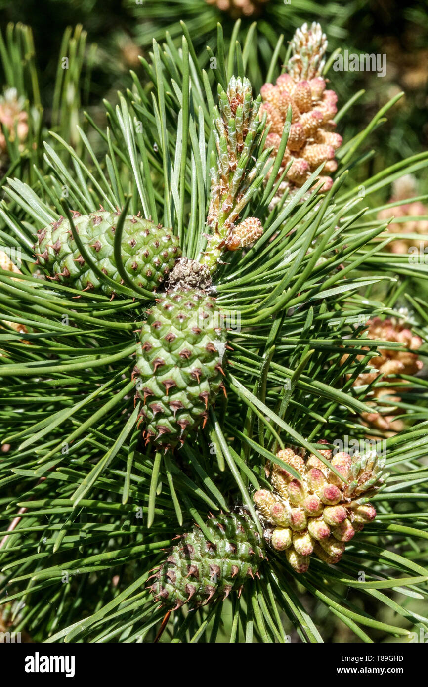 Lodgepole pine, Pinus contorta Stock Photo - Alamy