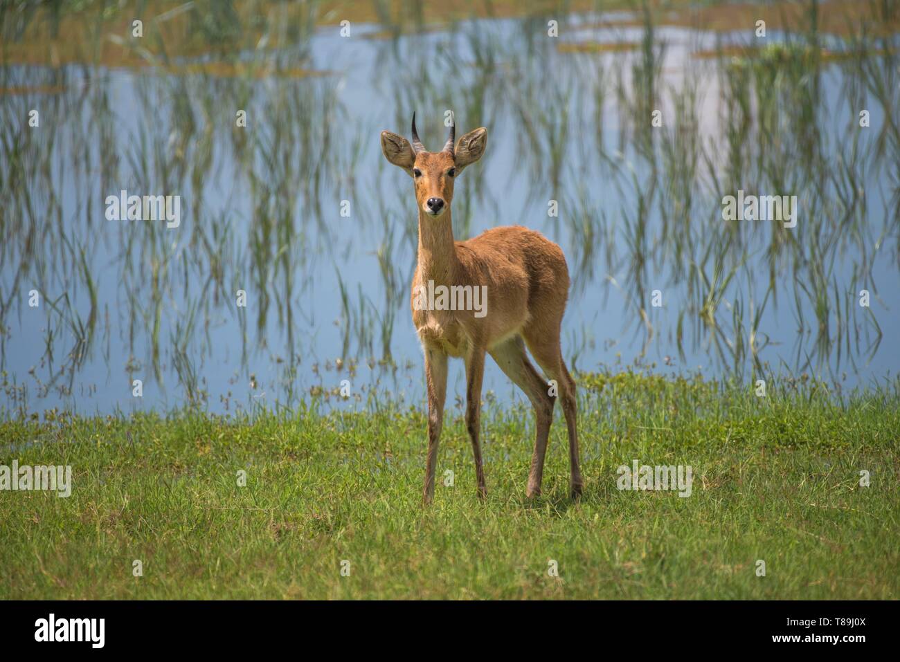 Kenya, Kajialo County, Amboseli National Park, oribi in front of a small lake Stock Photo - Alamy