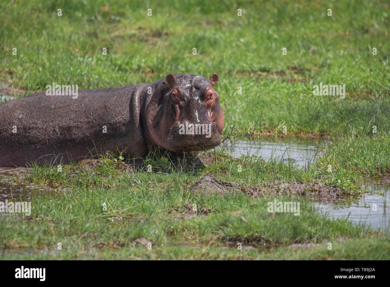 Kenya, Kajialo County, Amboseli National Park, hippo in a swamp Stock ...