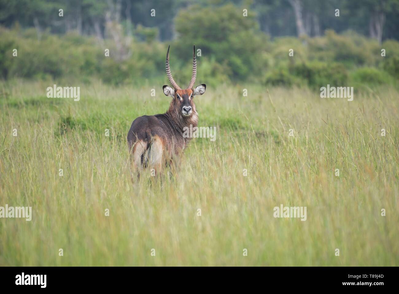 Kenya, Narok County, Masai Mara National Reserve, male waterbuck in the ...