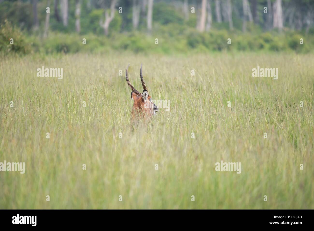 Kenya, Narok County, Masai Mara National Reserve, male waterbuck in the ...