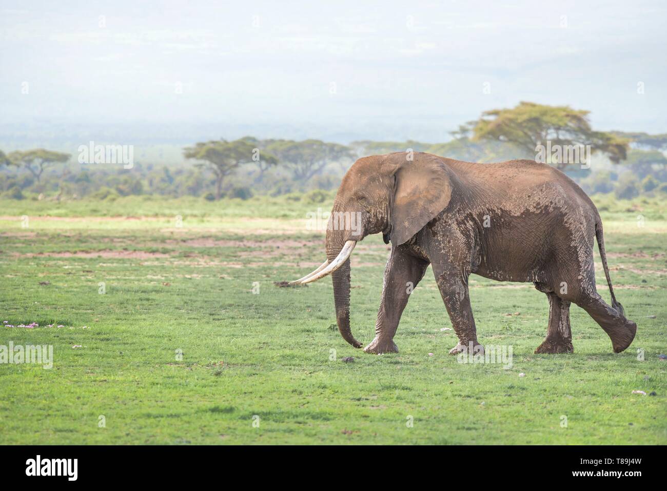 Kenya, Kajialo County, Amboseli National Park, elephant in savana Stock Photo - Alamy
