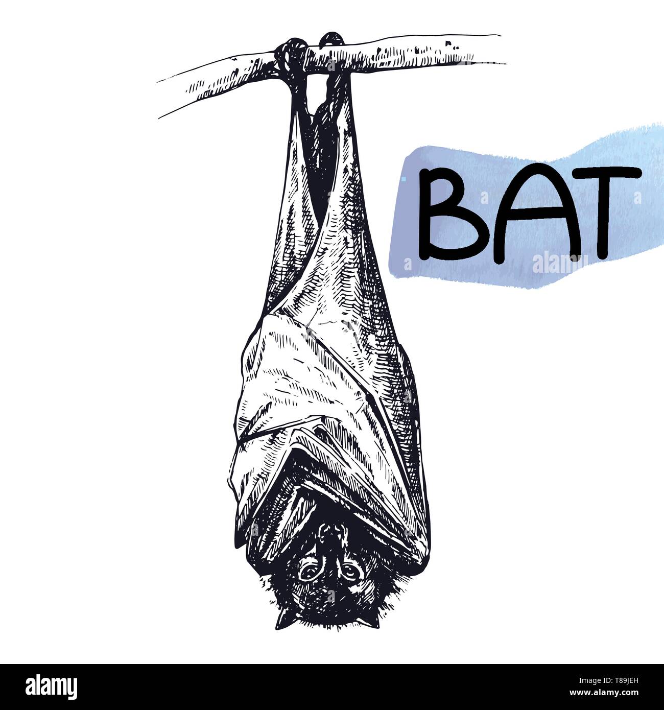 Hand drawn sketch style bat isolated on white background. Vector ...