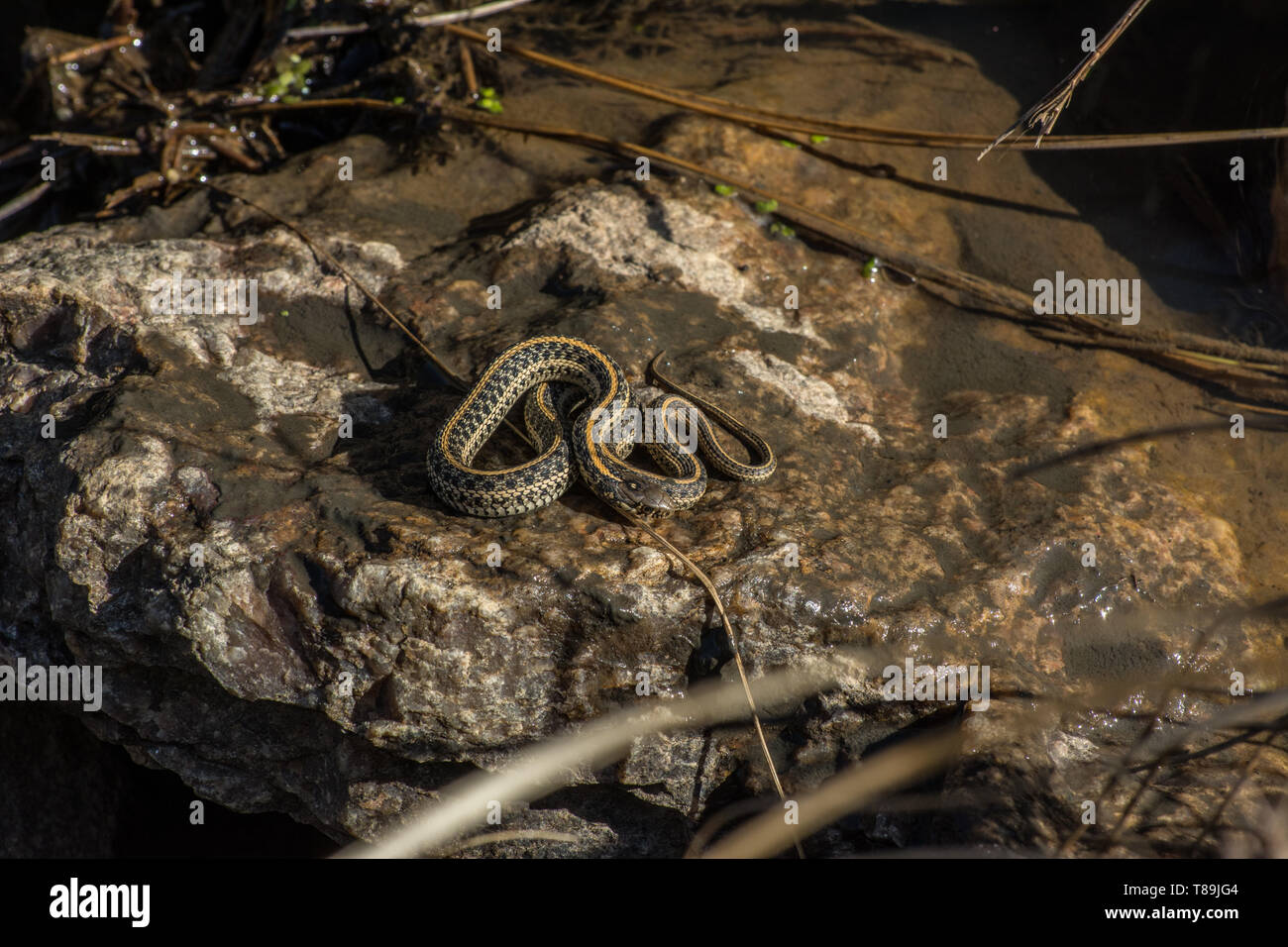 Plains Gartersnake (Thamnophis radix) from Jefferson County, Colorado ...
