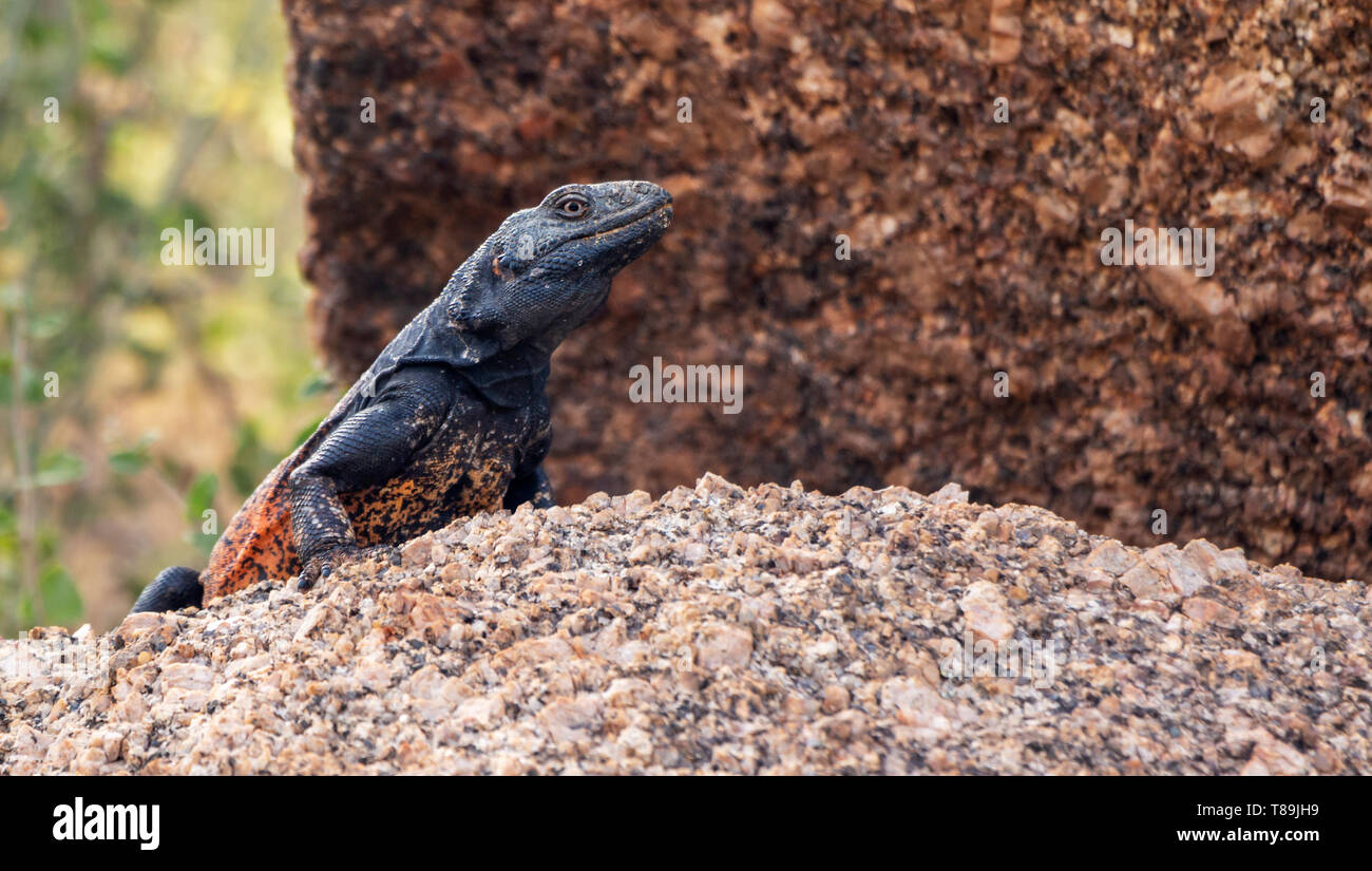 Chuckwalla Lizard out in the Prowl in the Sonoran Desert of Arizona ...