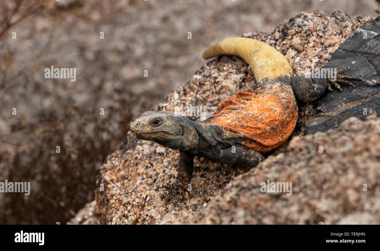 Desert Lizard on Cliff in Phoenix AZ area Stock Photo - Alamy