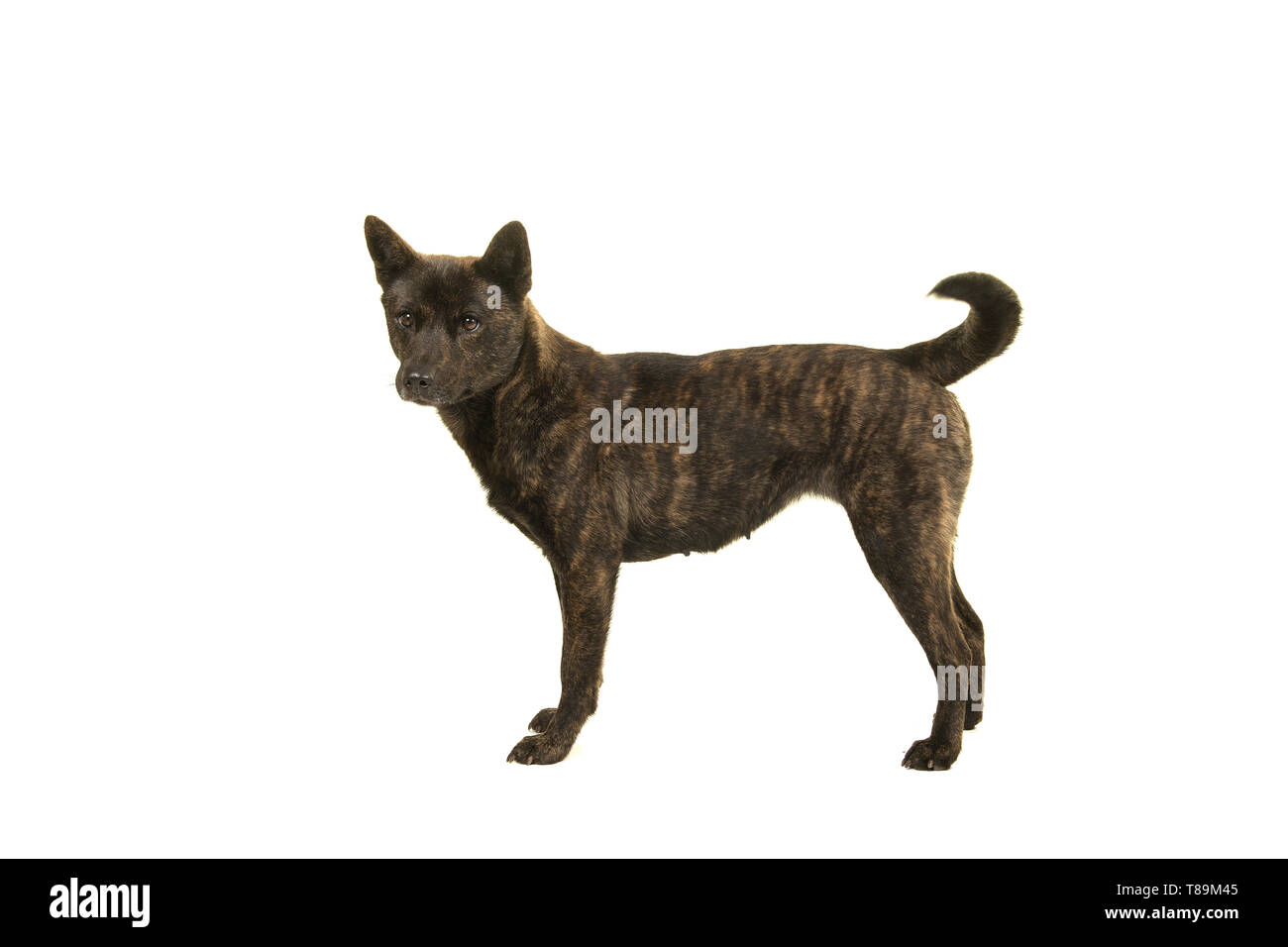 Tora tiger dog hi-res stock photography and images - Alamy