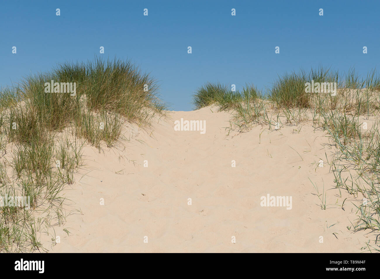 Sand reed hi-res stock photography and images - Alamy