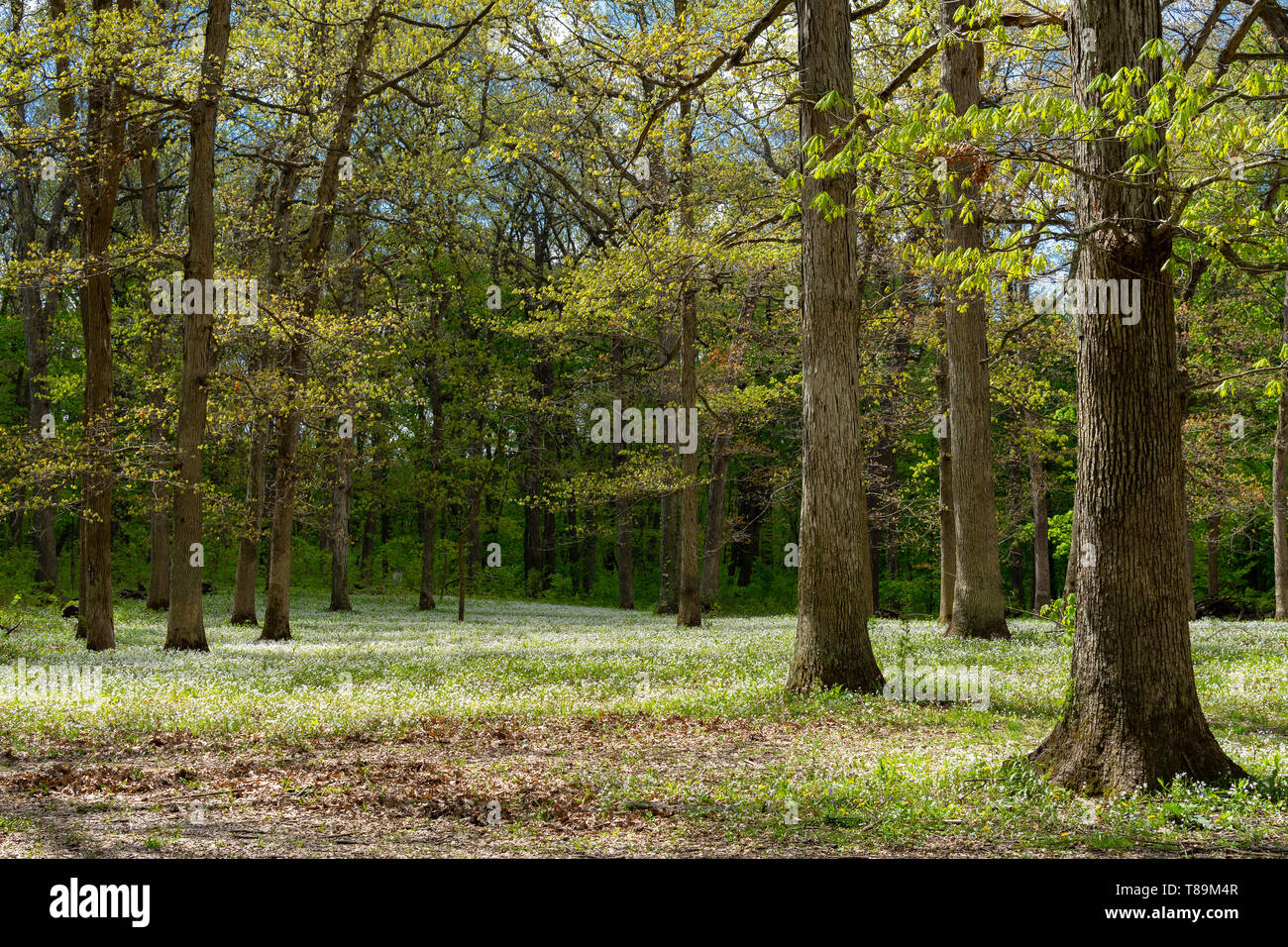 Open field in woods. Spring in Matthiessen State Park, Illinois Stock ...
