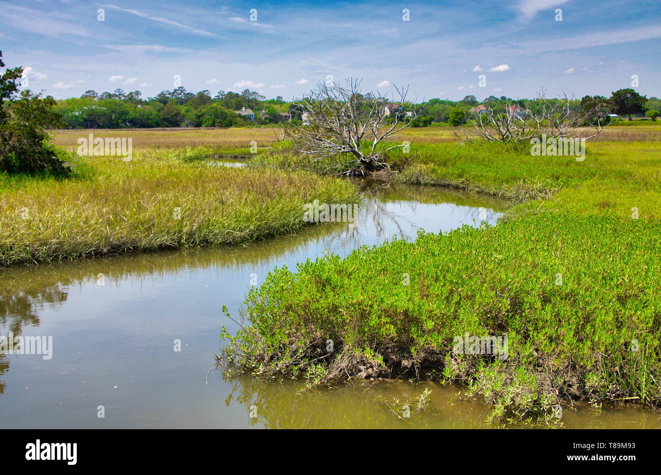 Swamp salt marsh river grass hi-res stock photography and images - Alamy