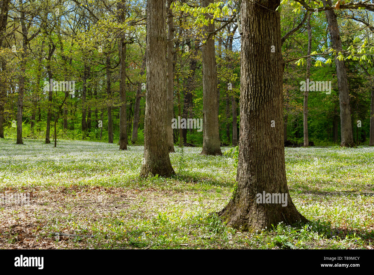 Open field in woods. Spring in Matthiessen State Park, Illinois Stock ...