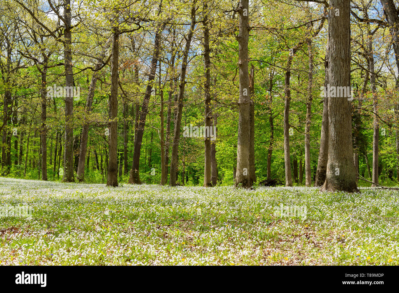 Open field in woods. Spring in Matthiessen State Park, Illinois Stock ...