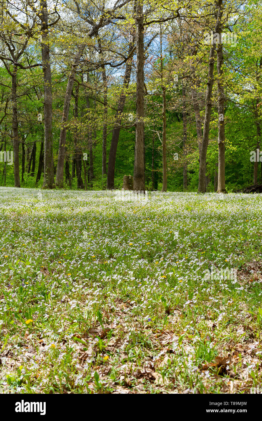 Open field in woods. Spring in Matthiessen State Park, Illinois Stock ...