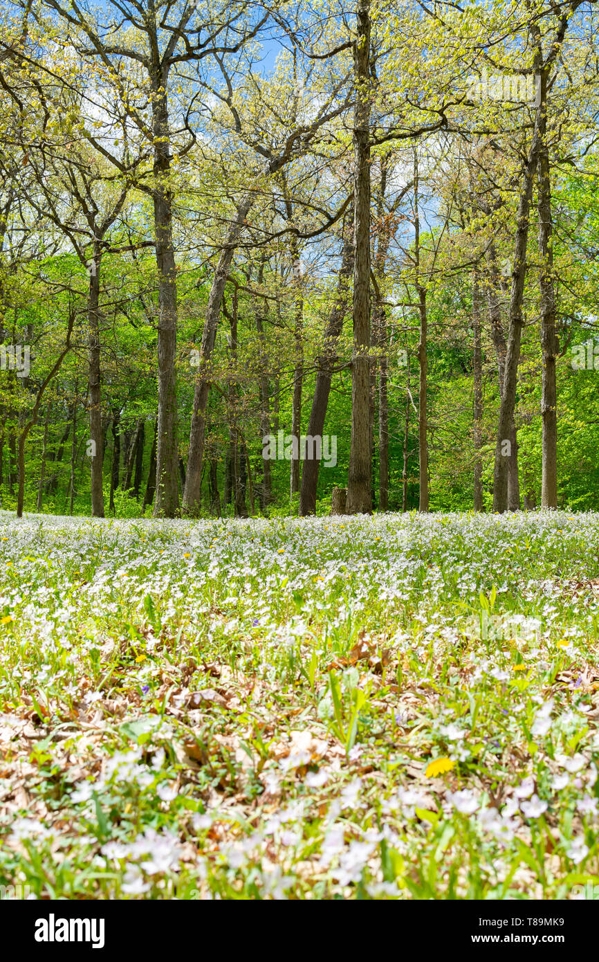 Open field in woods. Spring in Matthiessen State Park, Illinois Stock ...