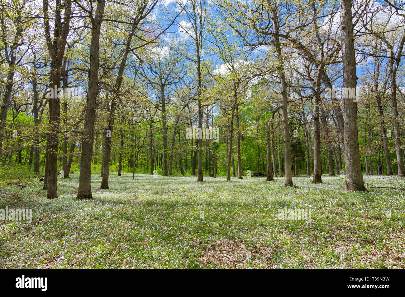 Open field in woods. Spring in Matthiessen State Park, Illinois Stock ...