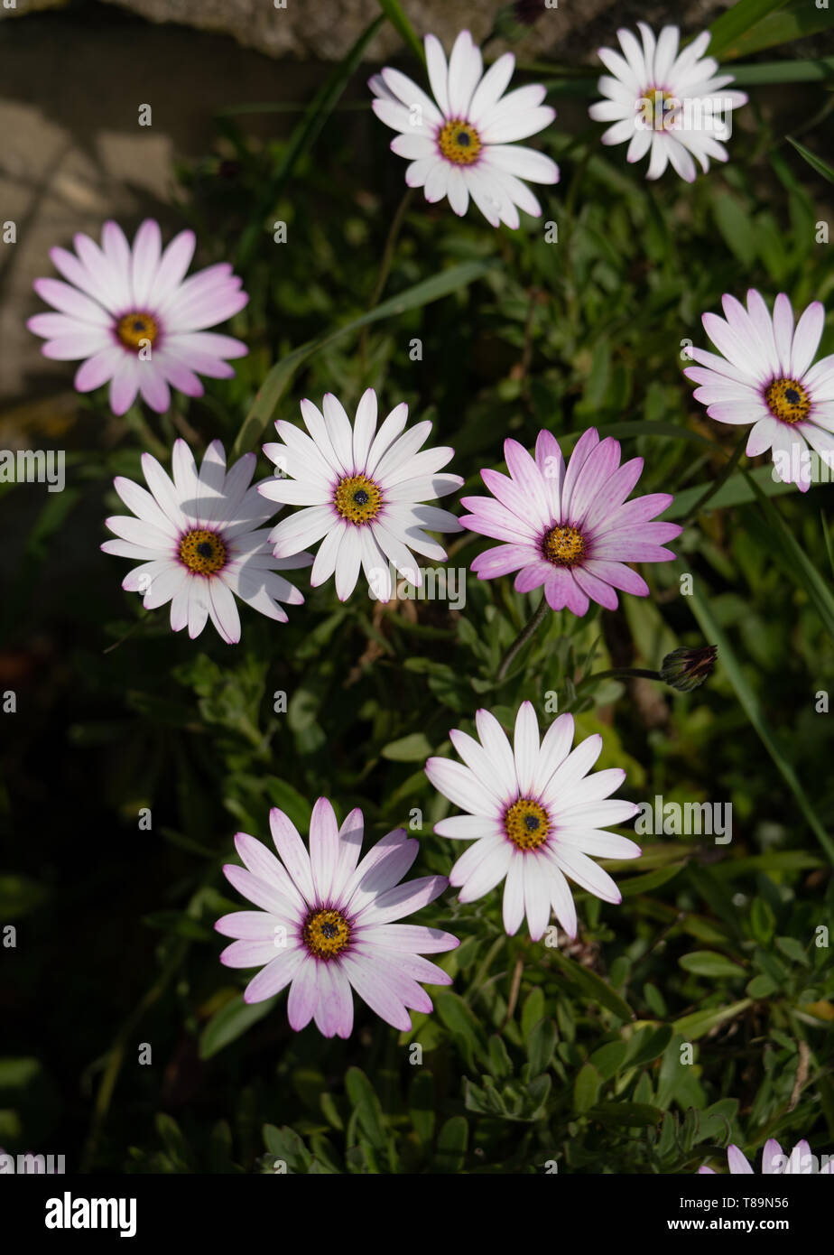 Dimorphotheca / African Daisy Stock Photo - Alamy