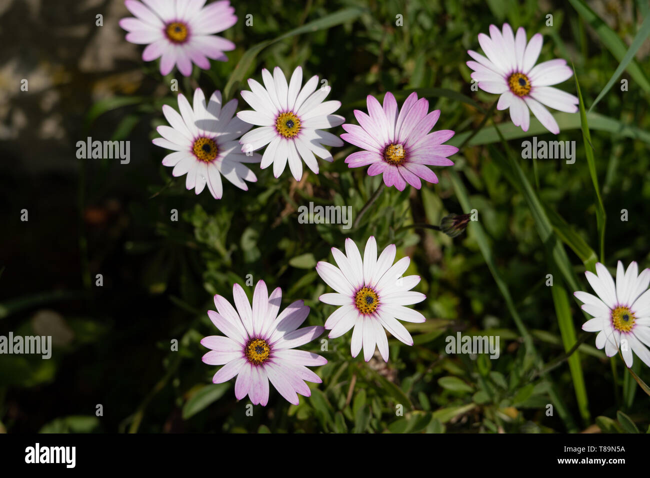 Dimorphotheca / African Daisy Stock Photo - Alamy
