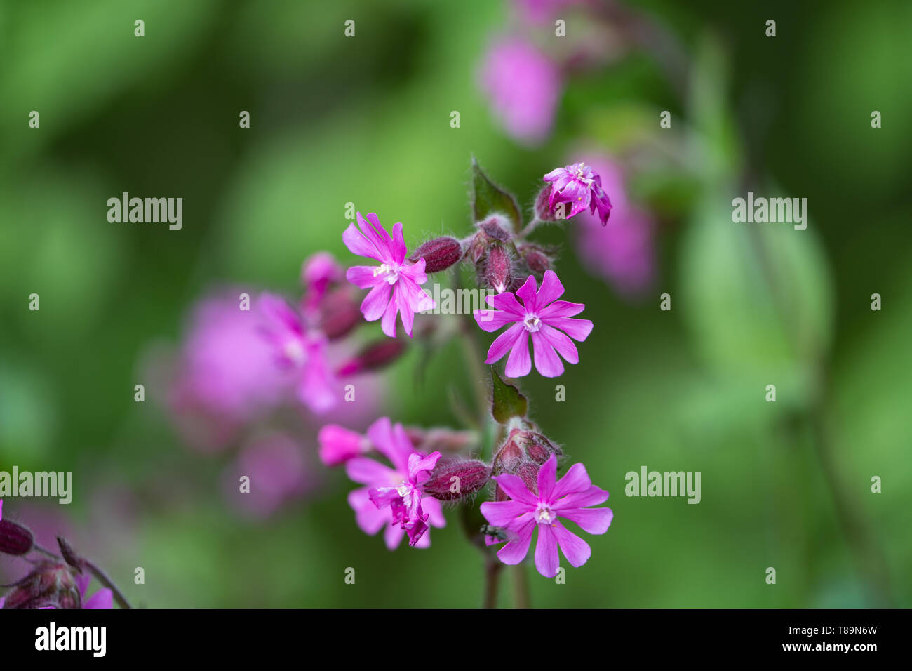 Red Campion (Silene dioica) (syn. Melandrium rubrum), also known as red ...
