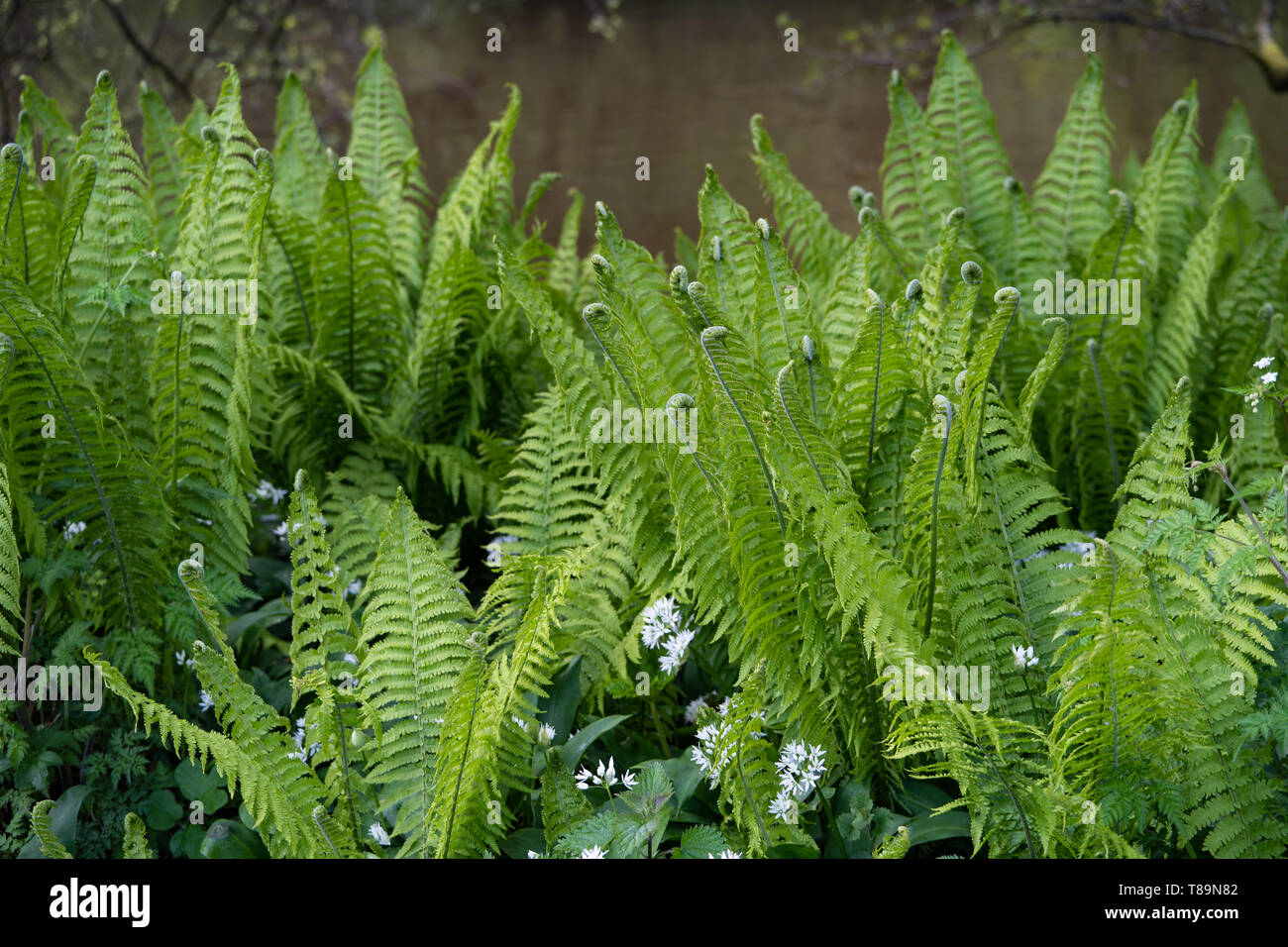 Bracken fern ferns hi-res stock photography and images - Alamy