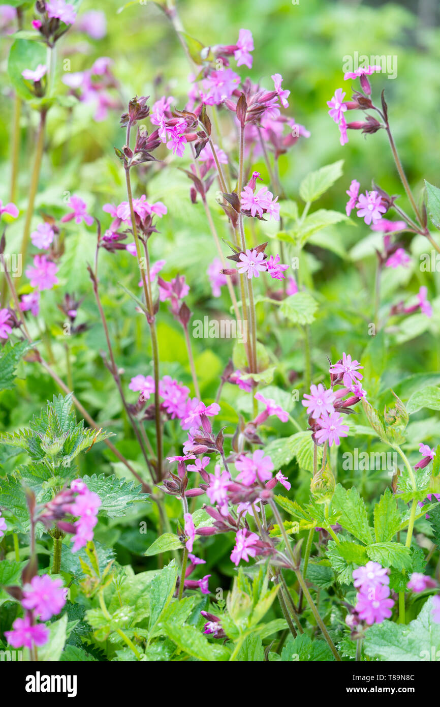 Red Campion (Silene dioica) (syn. Melandrium rubrum), also known as red ...