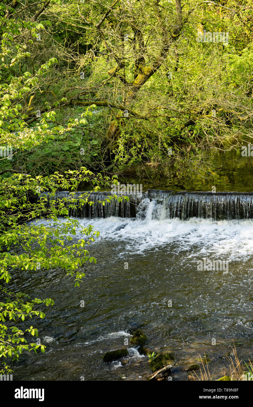 Weir / Waterfall on the River Manifold, Ilam Hall, Ilam Park, Ilam ...
