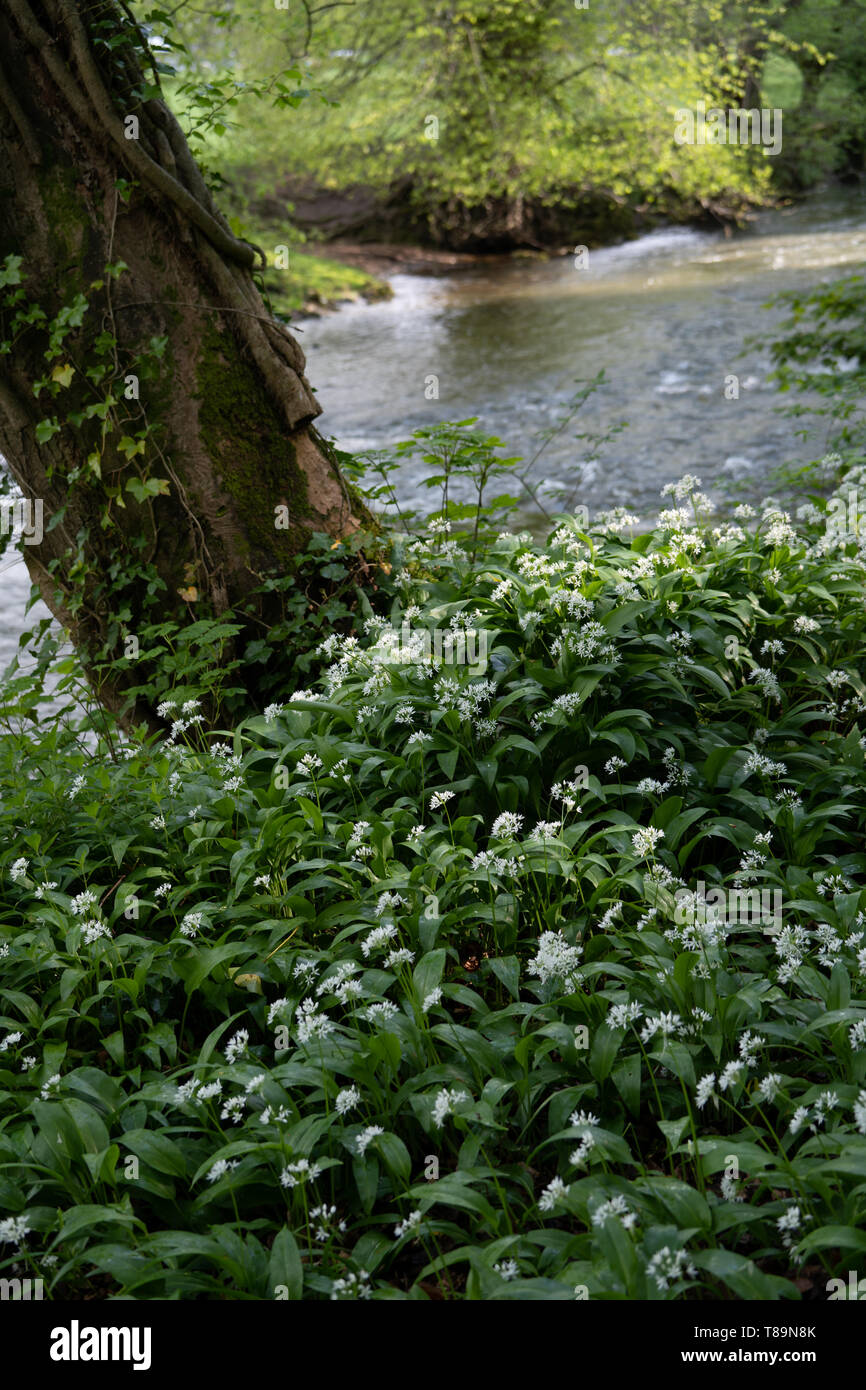 Ivy tree gb hi-res stock photography and images - Alamy