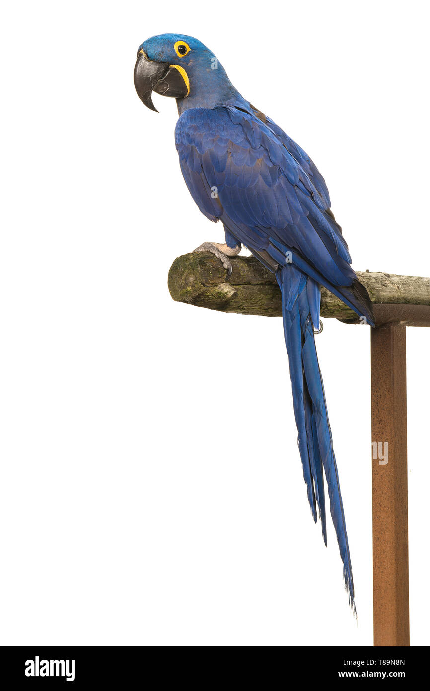 Hyacinth macaw pet hi-res stock photography and images - Alamy