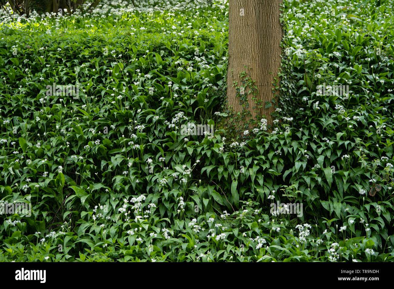 Tree in a woodland in spring with wild garlic (ramsons), UK Stock Photo ...