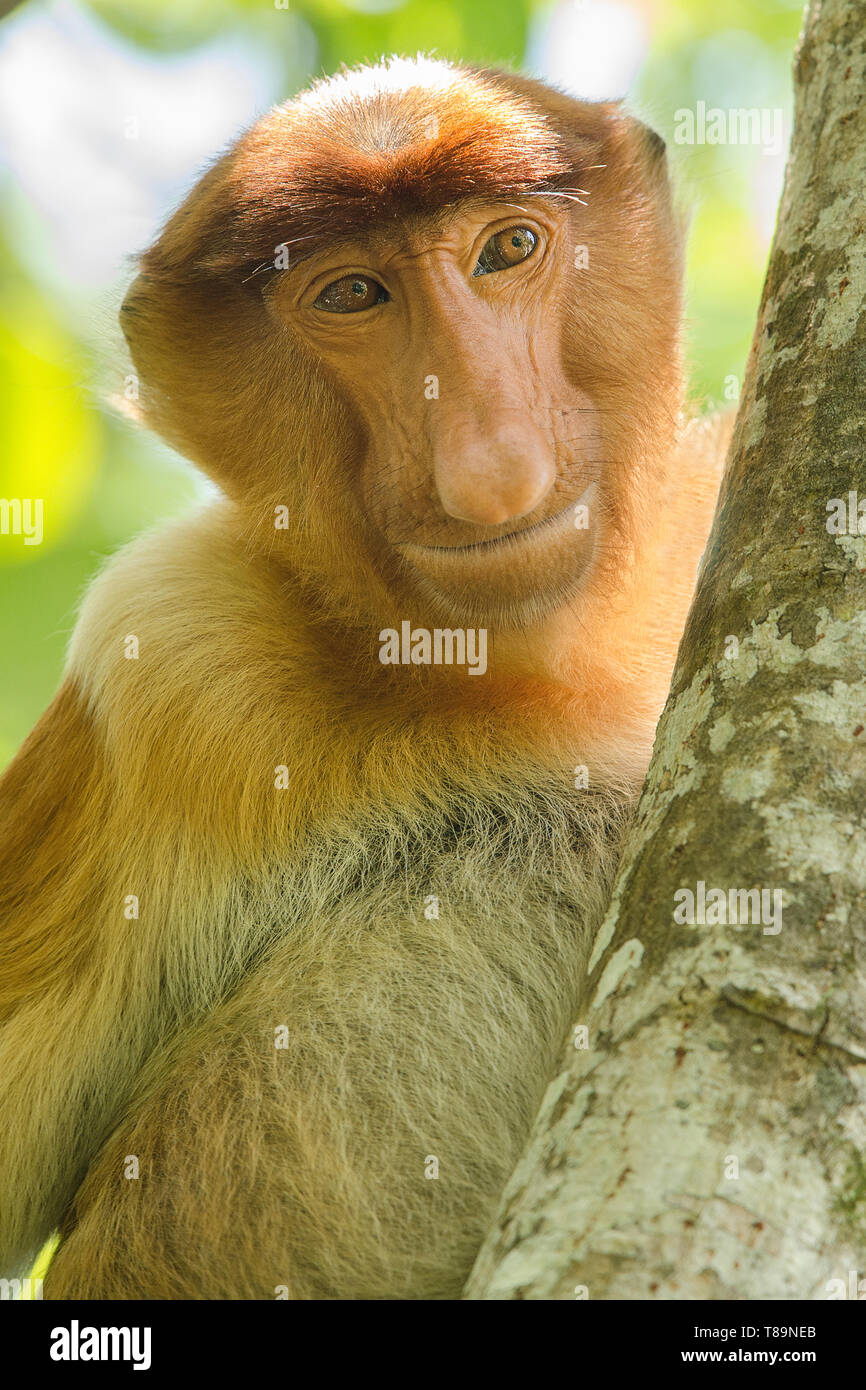 Portrait of a proboscis monkey seen from the front in a tree in a ...