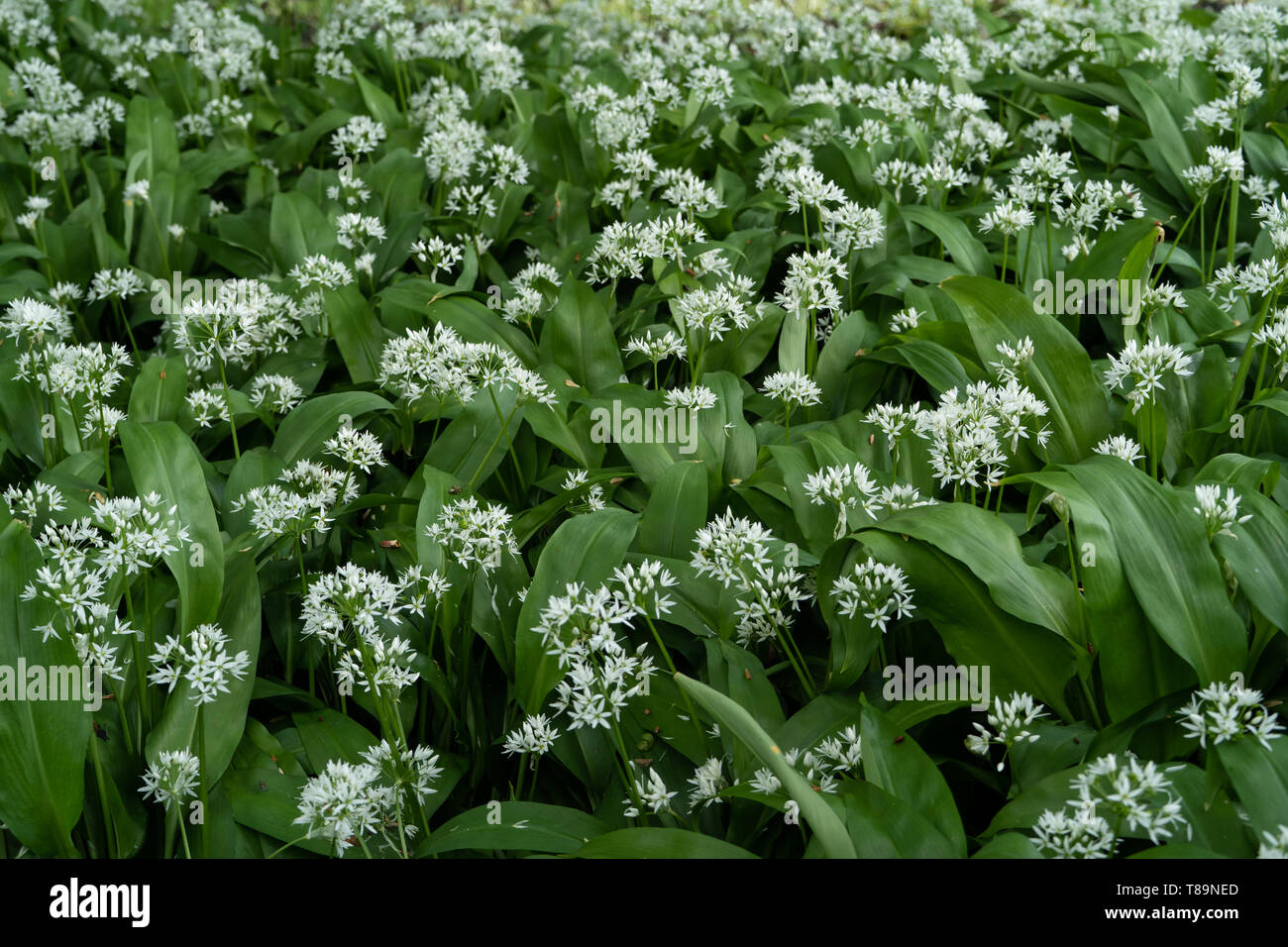 Woodland in spring with wild garlic (ramsons), UK Stock Photo - Alamy