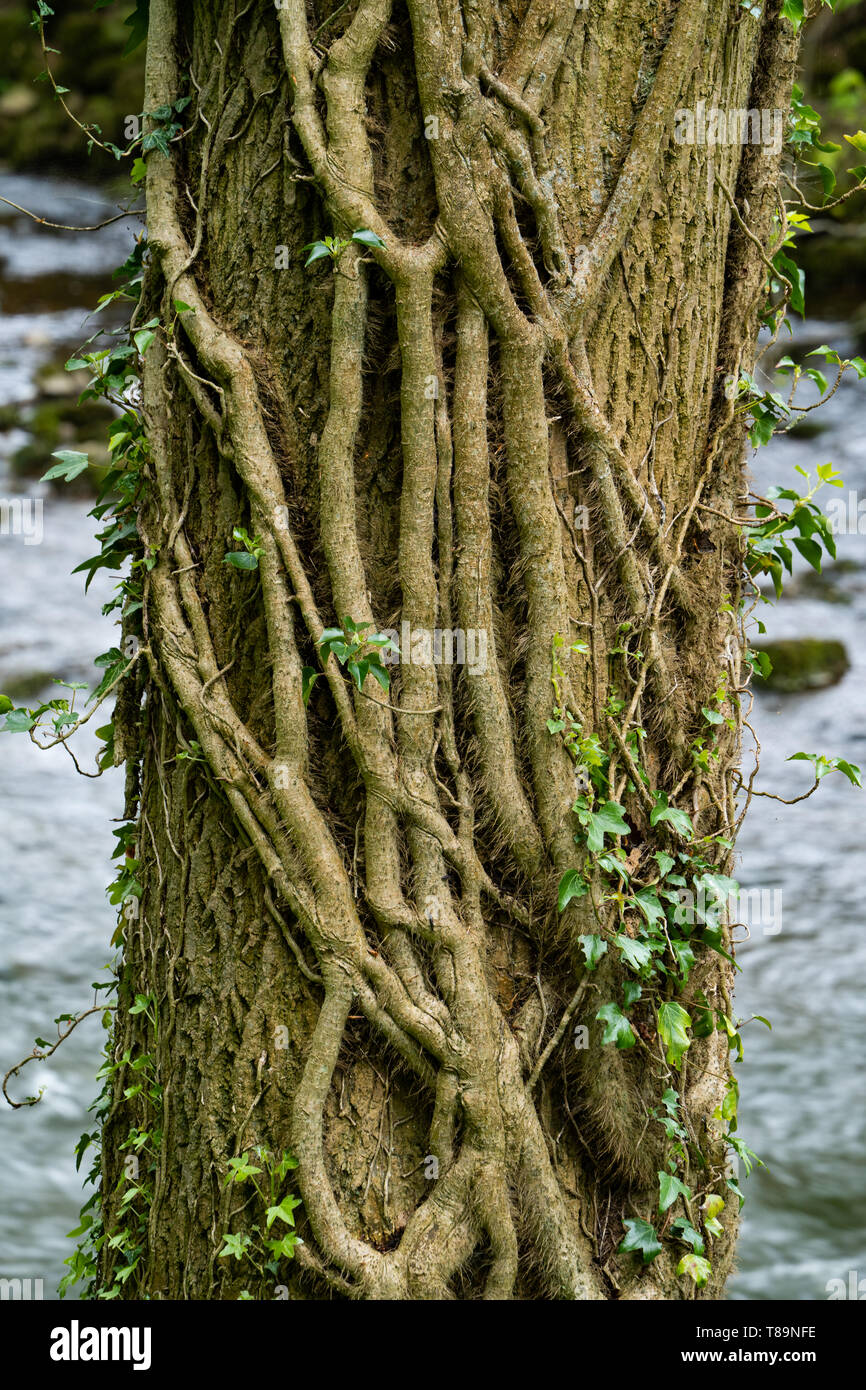 Old stems hi-res stock photography and images - Alamy
