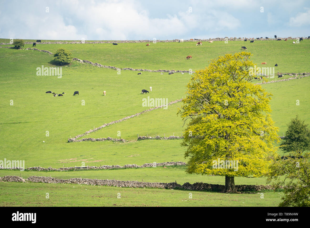 Lone tree in a hillside field / farm. Peak District, Staffordshire, UK ...