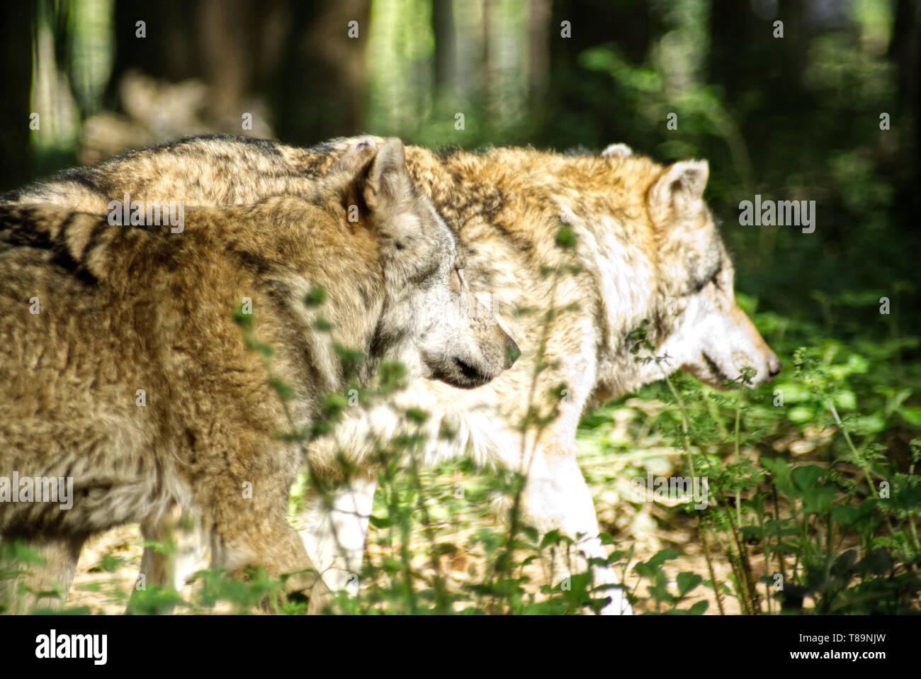 Wolf herd on the hunt Stock Photo - Alamy