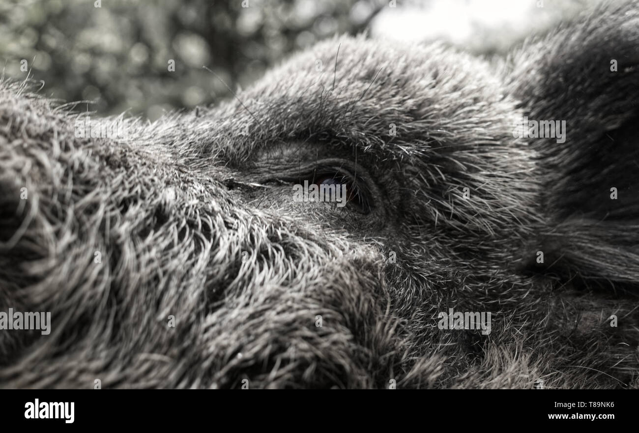 Close-Up of the Eye of a wild boar Stock Photo - Alamy
